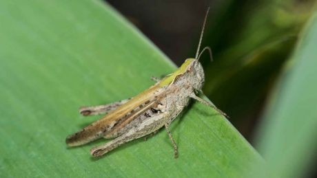 Koník obyčajný – CityNature